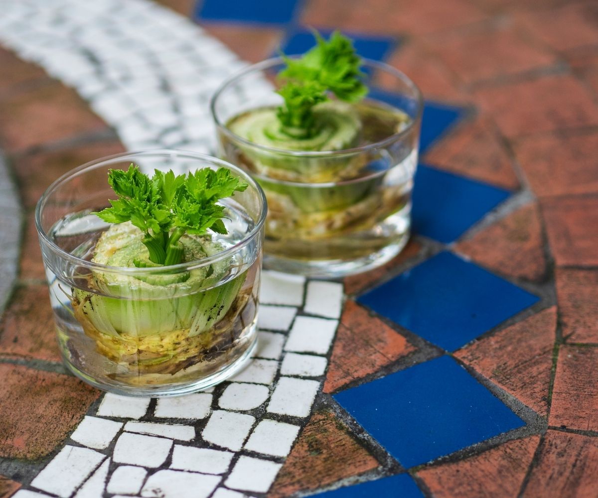 How To Successfully Recycle And Reuse Food Scraps - Frozen Pennies